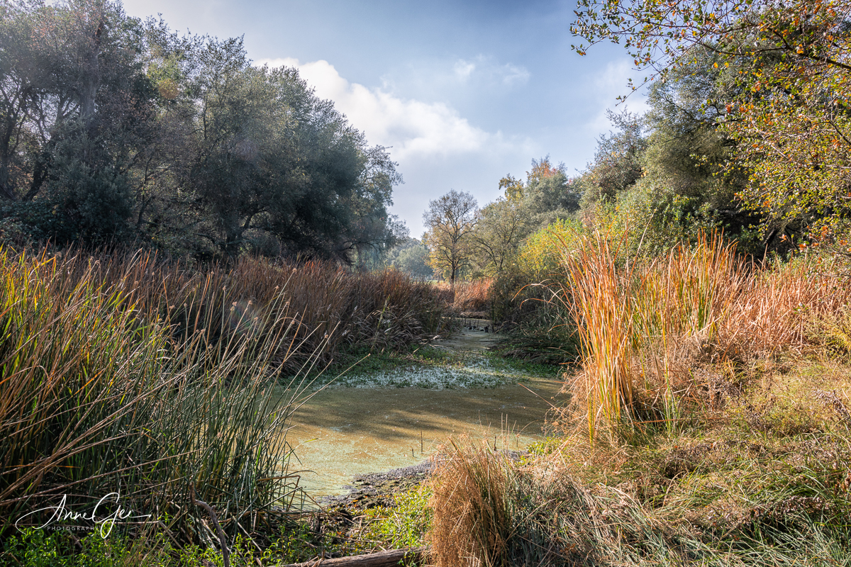 Where we go for a local nature fix: Effie Yeaw Sacramento Nature Center ...