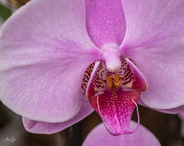 Slow Shutter Speed – A photographic journey.